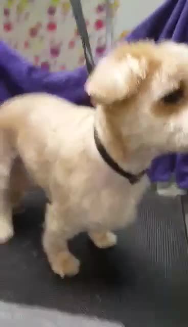 Baxter after his makeover