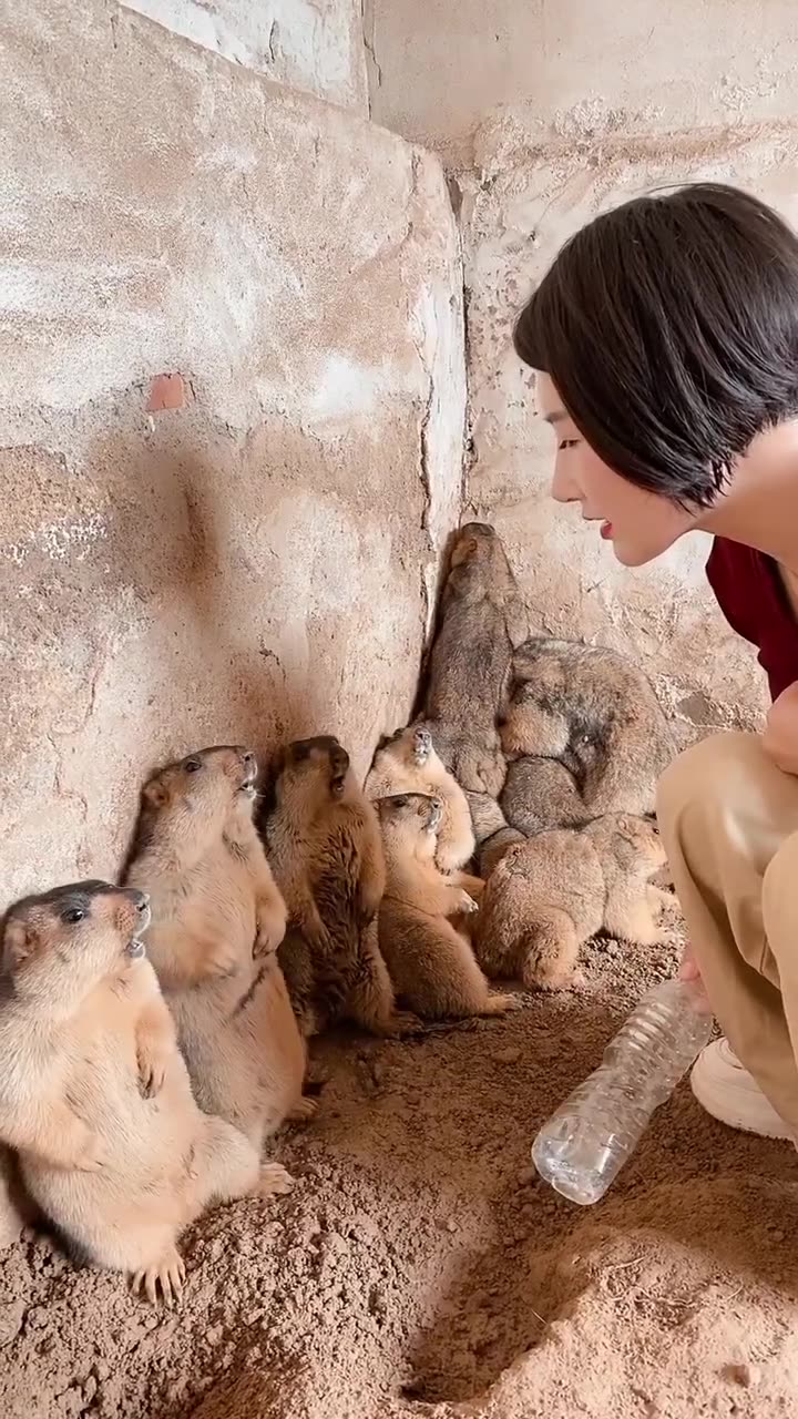 A Girl Is Angry With Capybara And They Are Afraid | Capybara Reactions