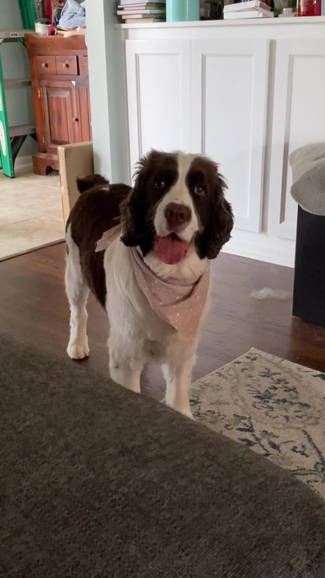 Springer Spaniel Expressive Face and Waggling Pom-Pom Tail! Wants To Go ...