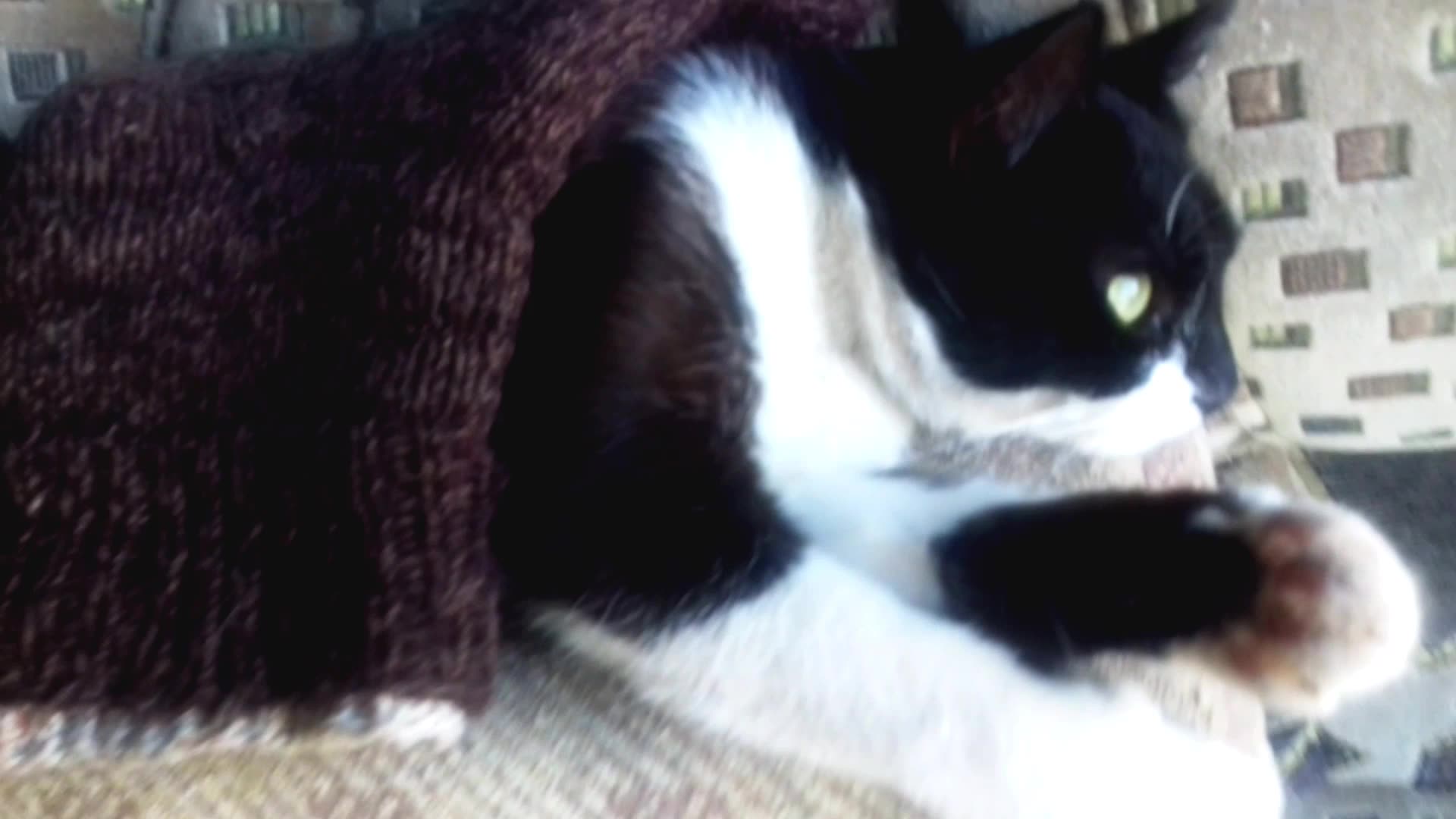 Tim the Cat in Socks