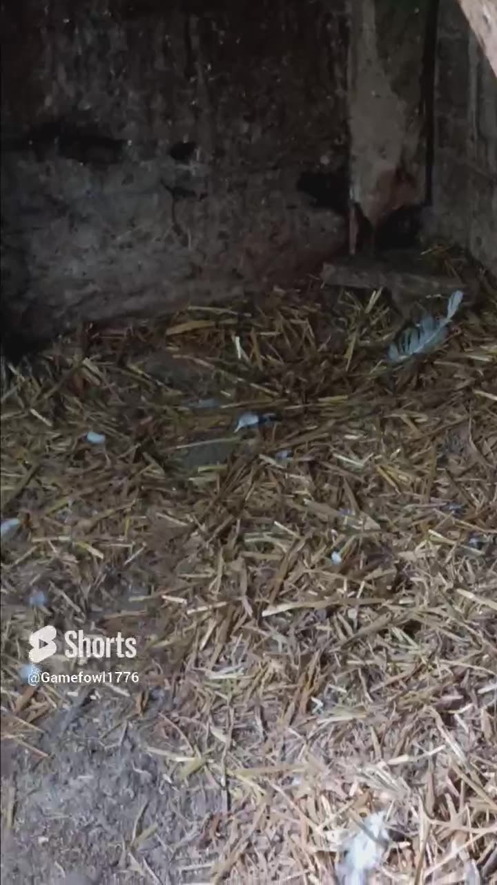 how to stop mink and weasels from killing your chickens