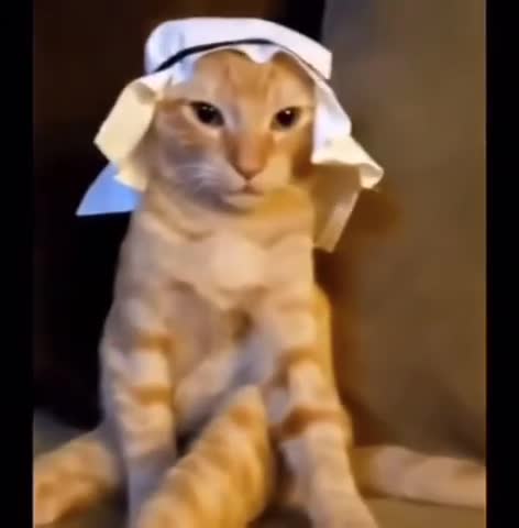 Arab Cat Meme