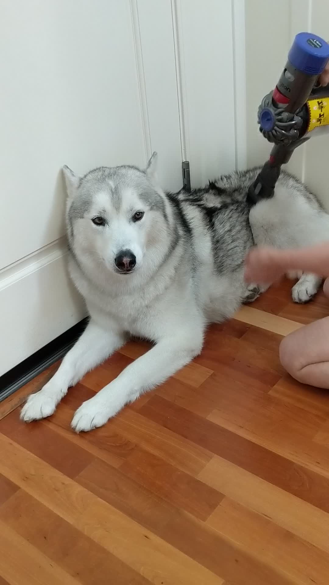 Husky gets his fur styled with vacuum cleaner