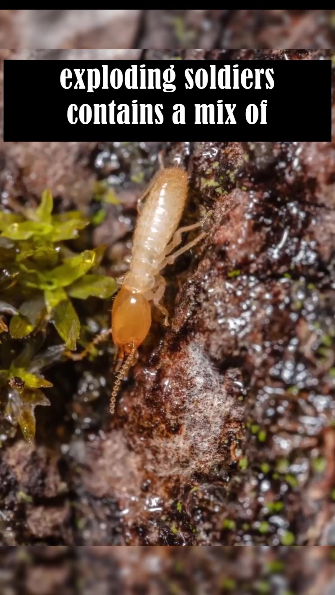 The Unique Survival ability of The Exploding Termites