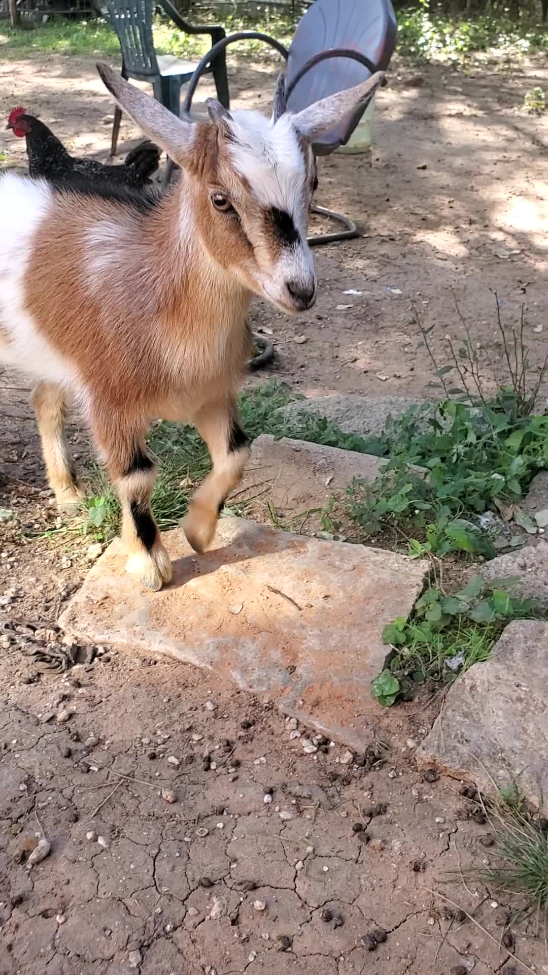 Maze meets Dixie Oct 2 2020