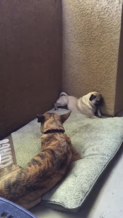 Pug throws temper tantrum over a bone