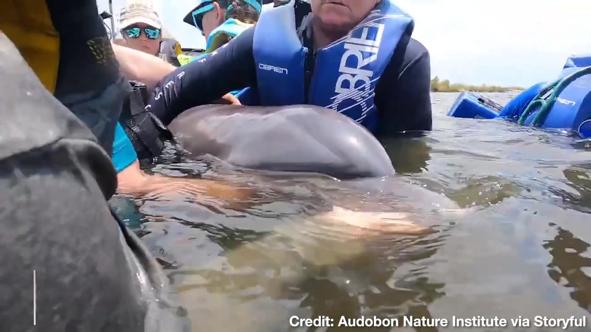 Dolphin Mother and Calf TRAPPED IN POND Rescued by Wildlife Experts