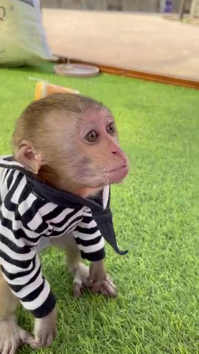 Tik tok monkey cracking jokes