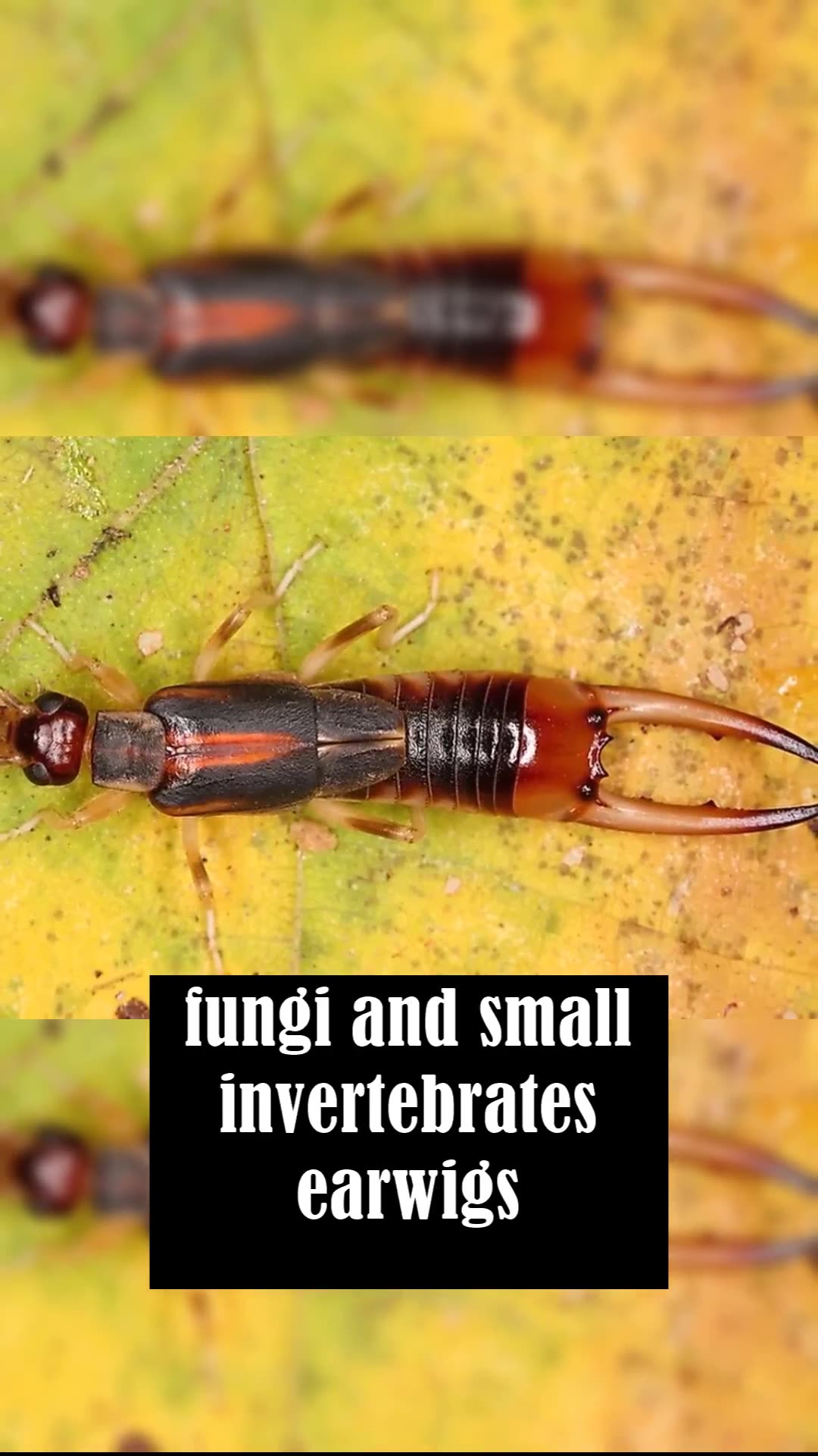 How Bizzare The Extinct The Saint Helena Giant Earwig Is!