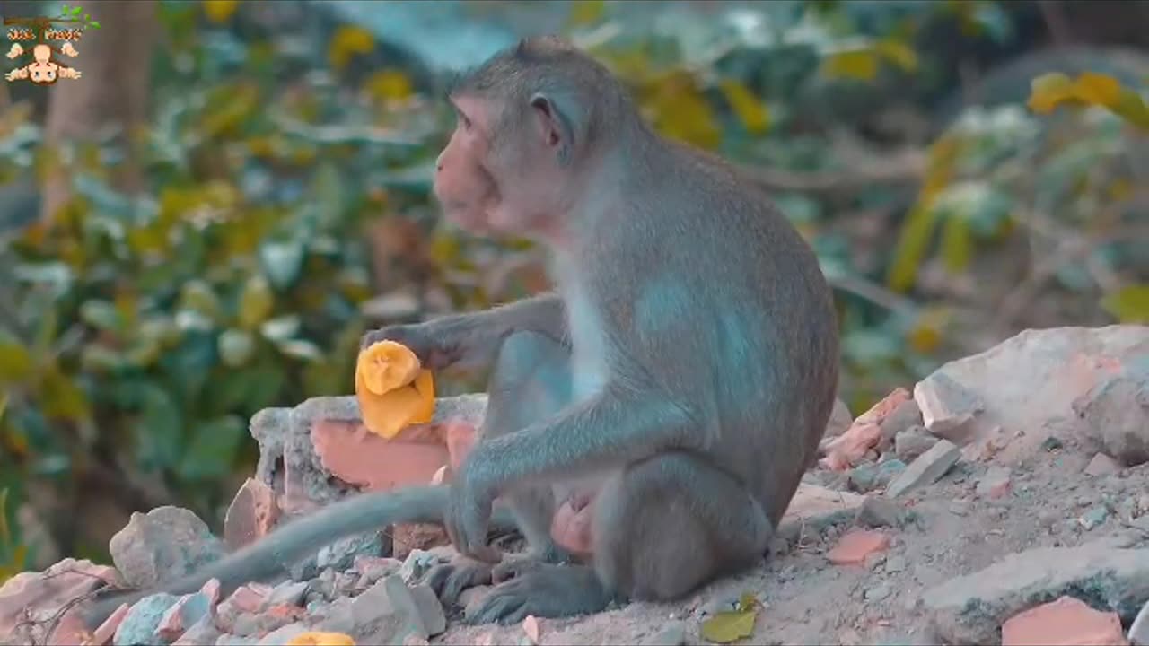 "Laugh Out Loud: Hilarious Monkey Moments in Full HD - Funny Monkey Videos