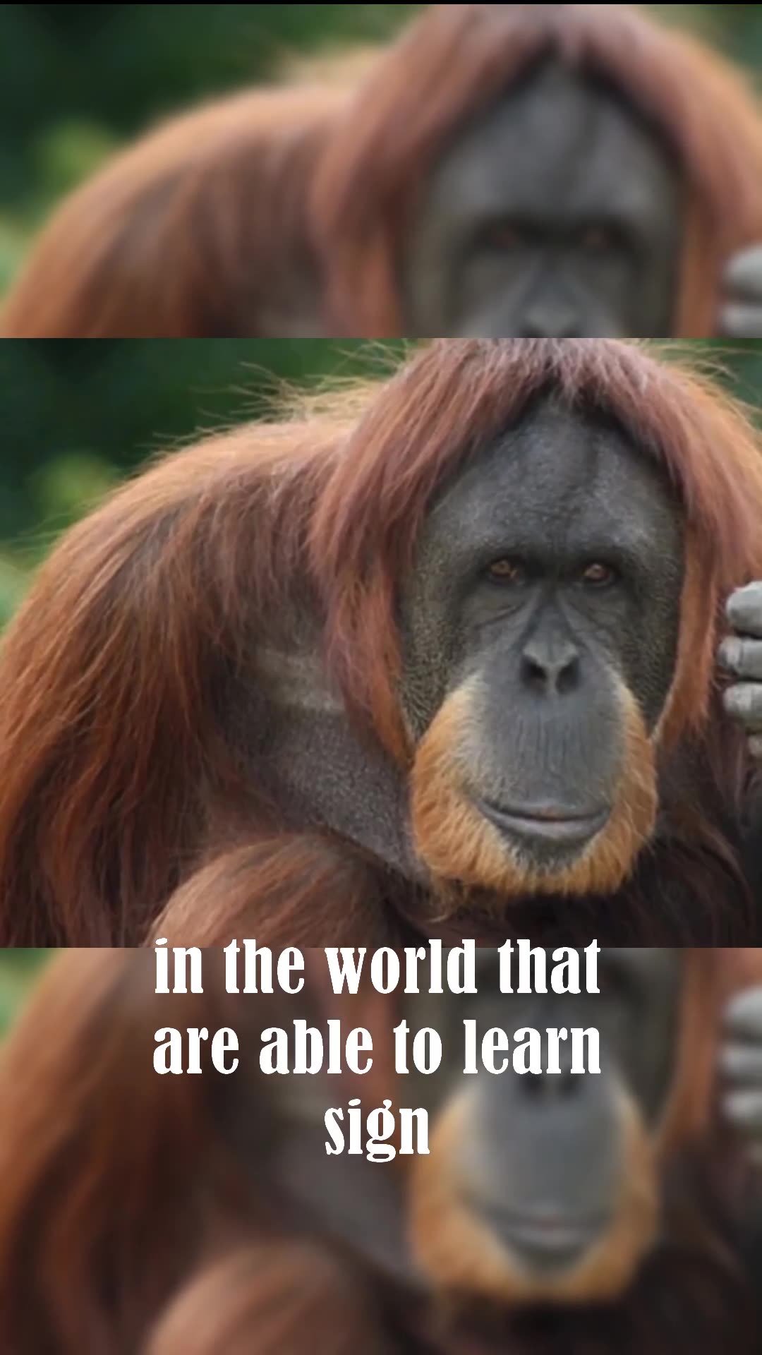 How Orangutans Are Incredibility Smart!