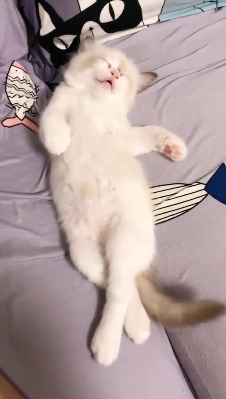 The cat put tail