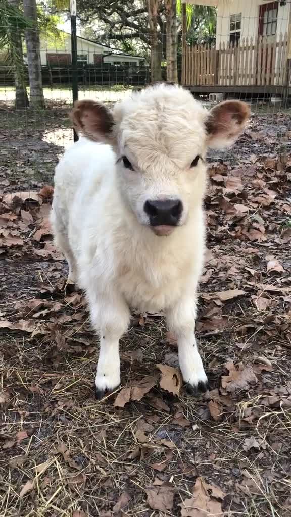 Watch the famous calf the most beautiful calf