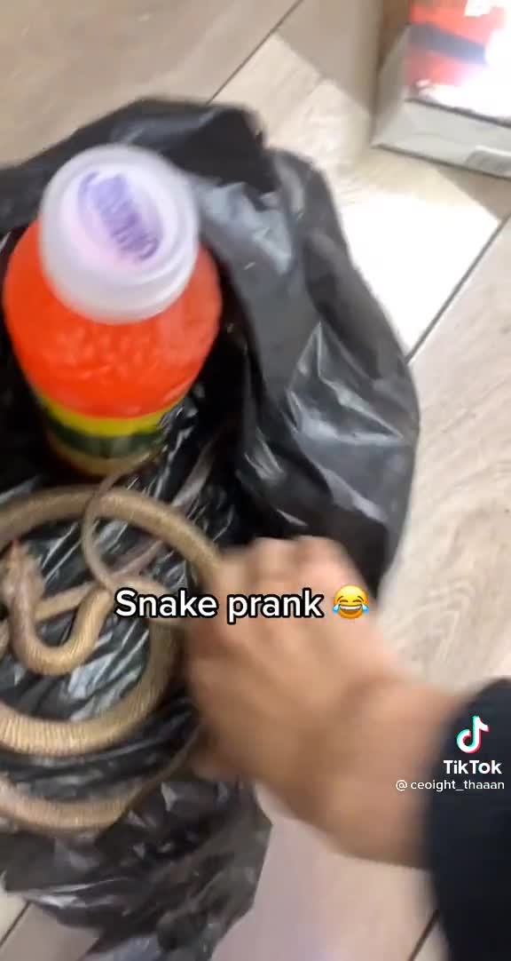 Snake Prank🐍