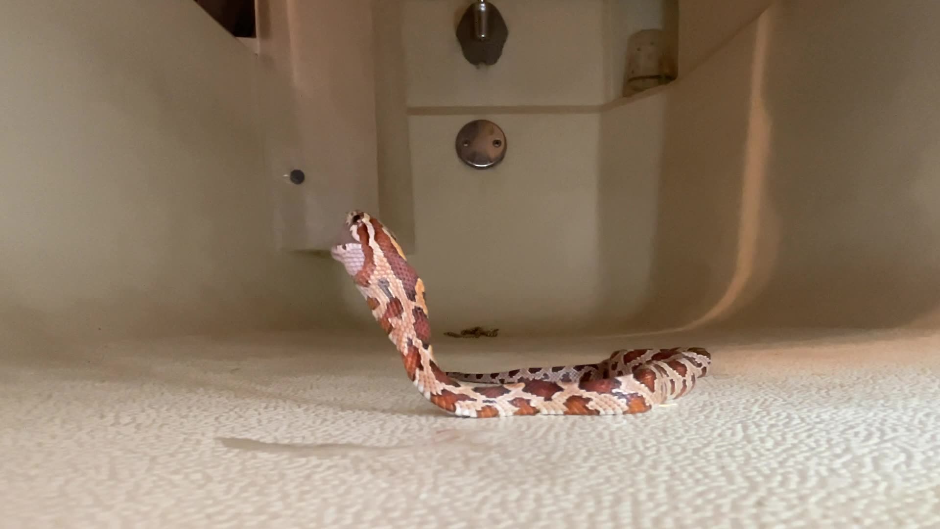 Meet our pet snake - Willow