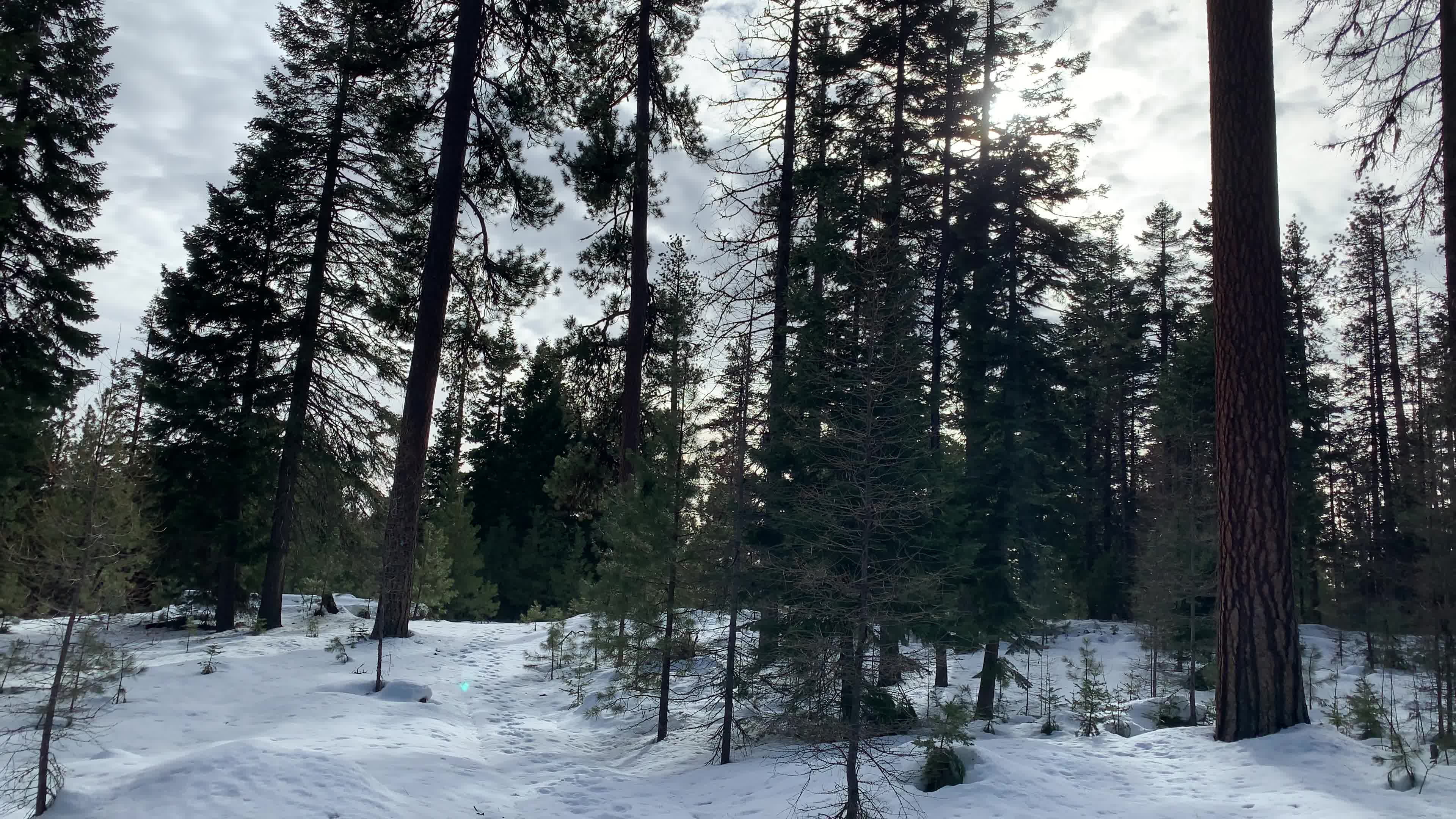 Scenic Snowy Forest – Ochoco National Forest – Bandit Springs Sno-Park ...
