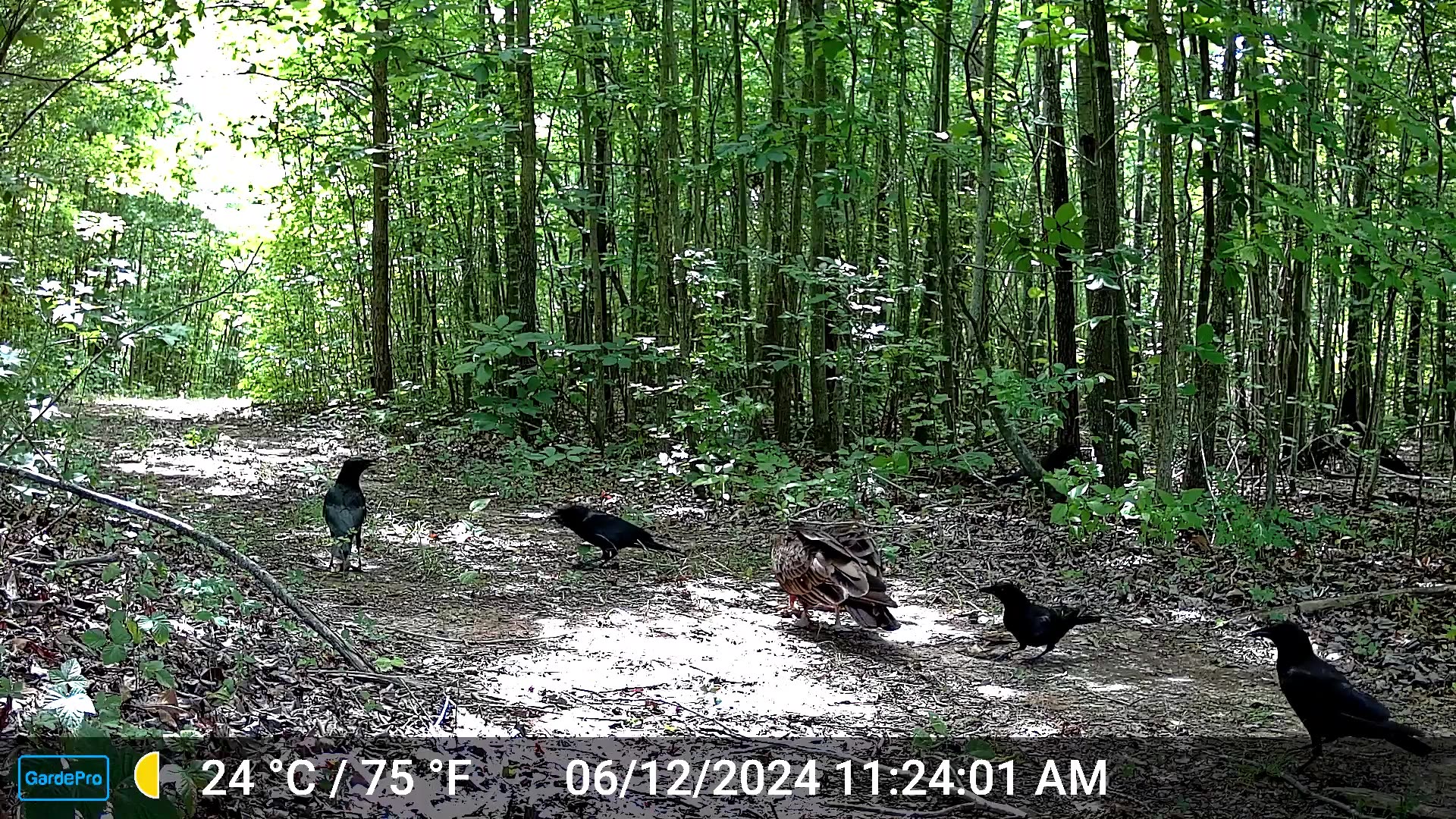 Crows and Turkey Vulture