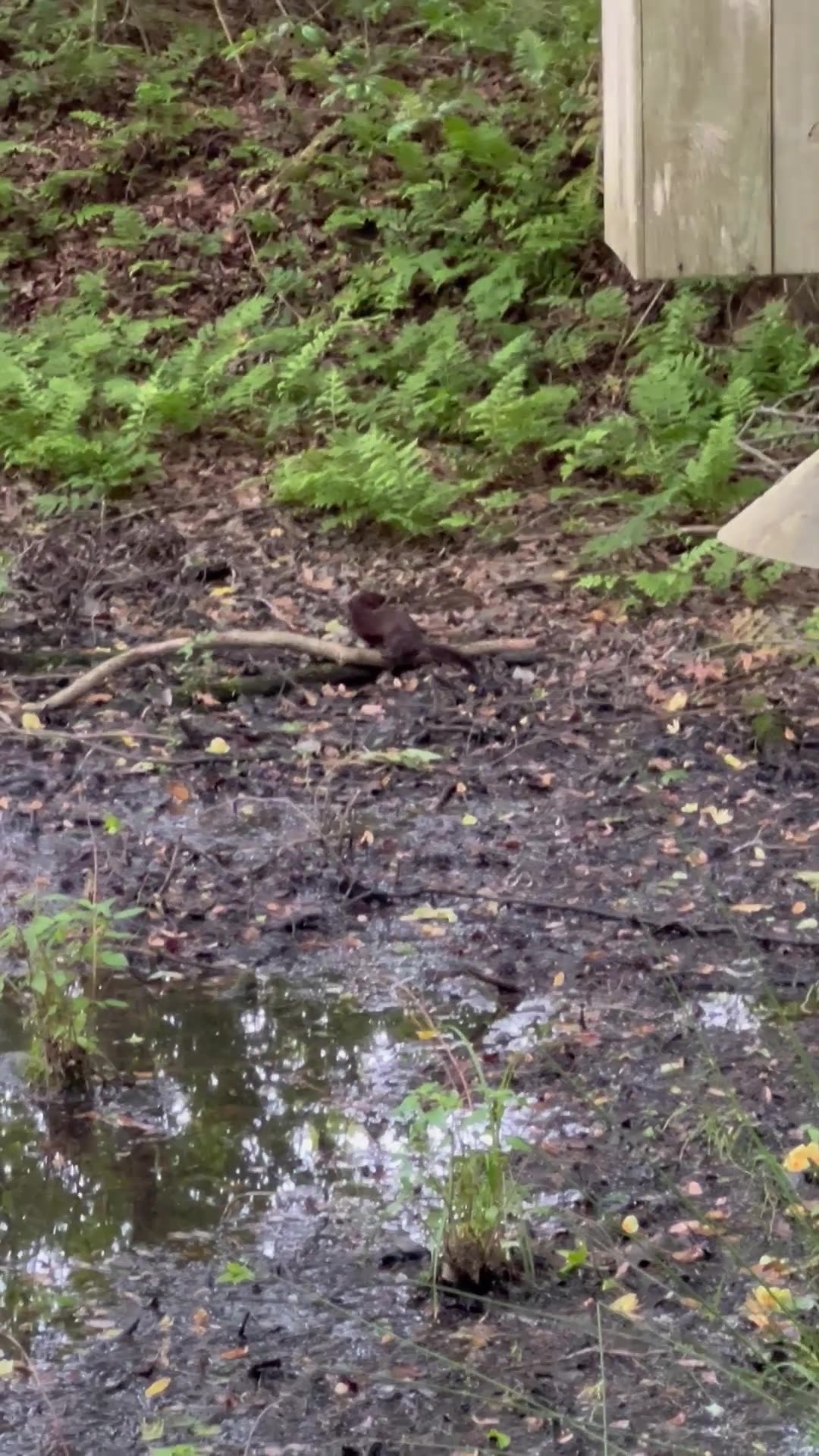 Mink with Prey! May 2024