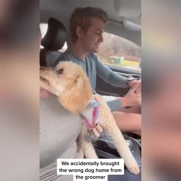 We Accidentally Brought the Wrong Dog Home From the Groomer