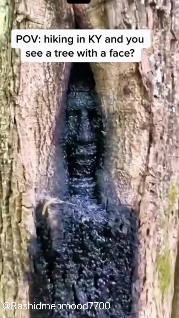 Creepy & walking Tree's in the valley | Strange tree's in the world 2023