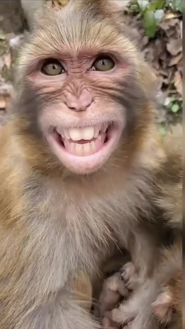 monkey funny viral video tik tok video