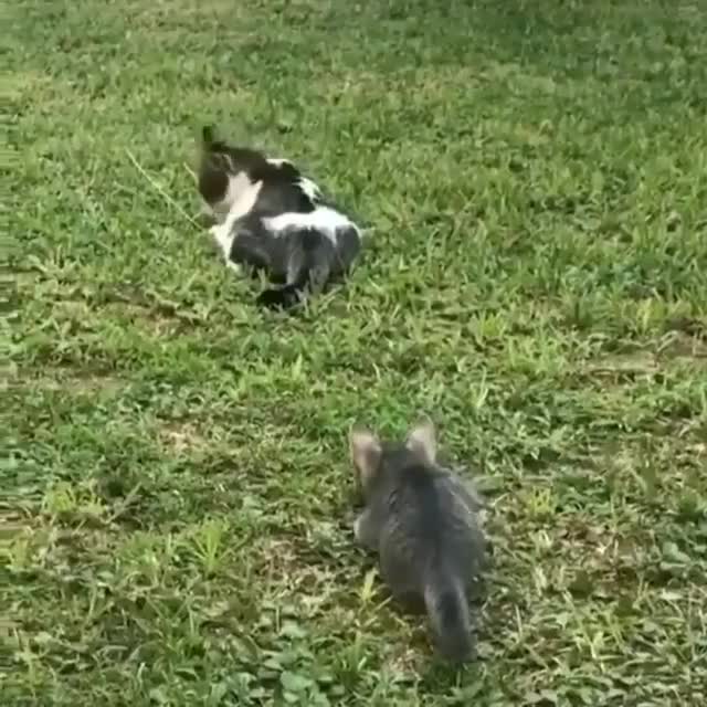 The awesomeness of terrifying a kitten for an adult cat