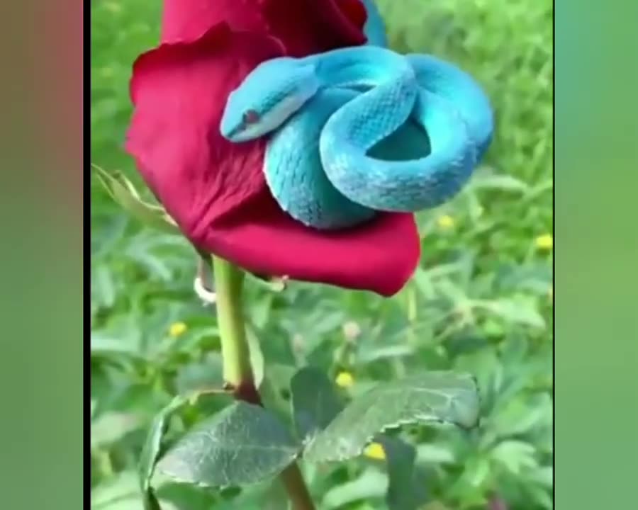 Small Blue Snake On a Red Rose