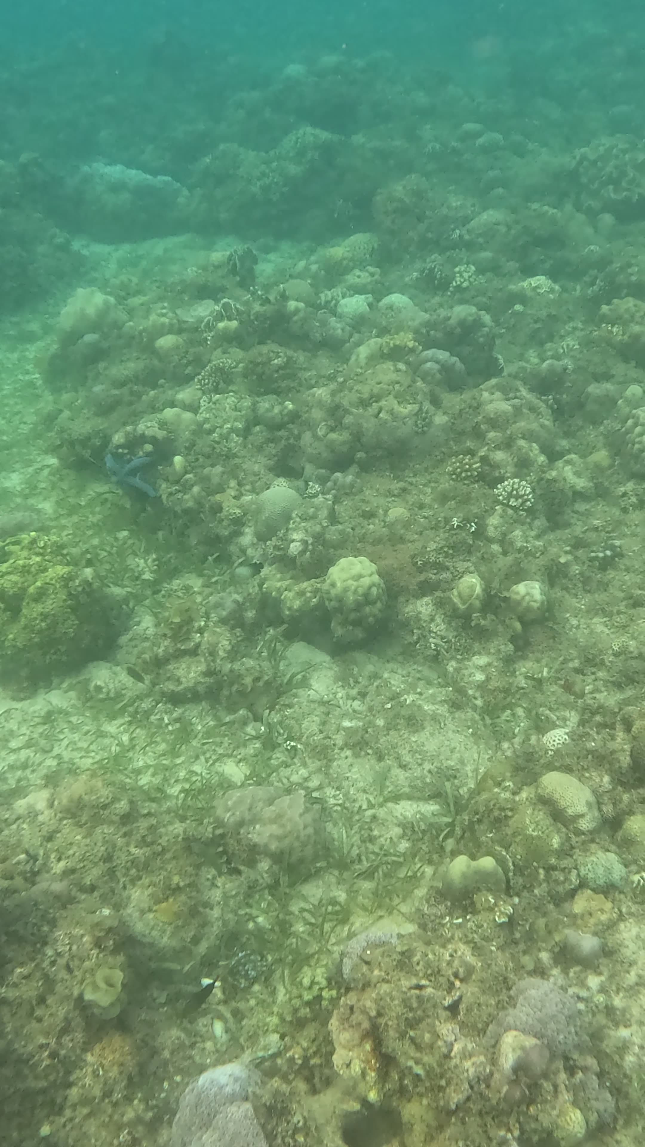 Snorkeling Adventures Philippines, The reef is growing fast, red sea ...