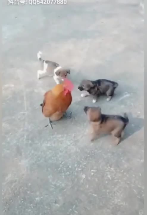 Dog VS. Chicken Fights Compilation That Will Make You Laugh