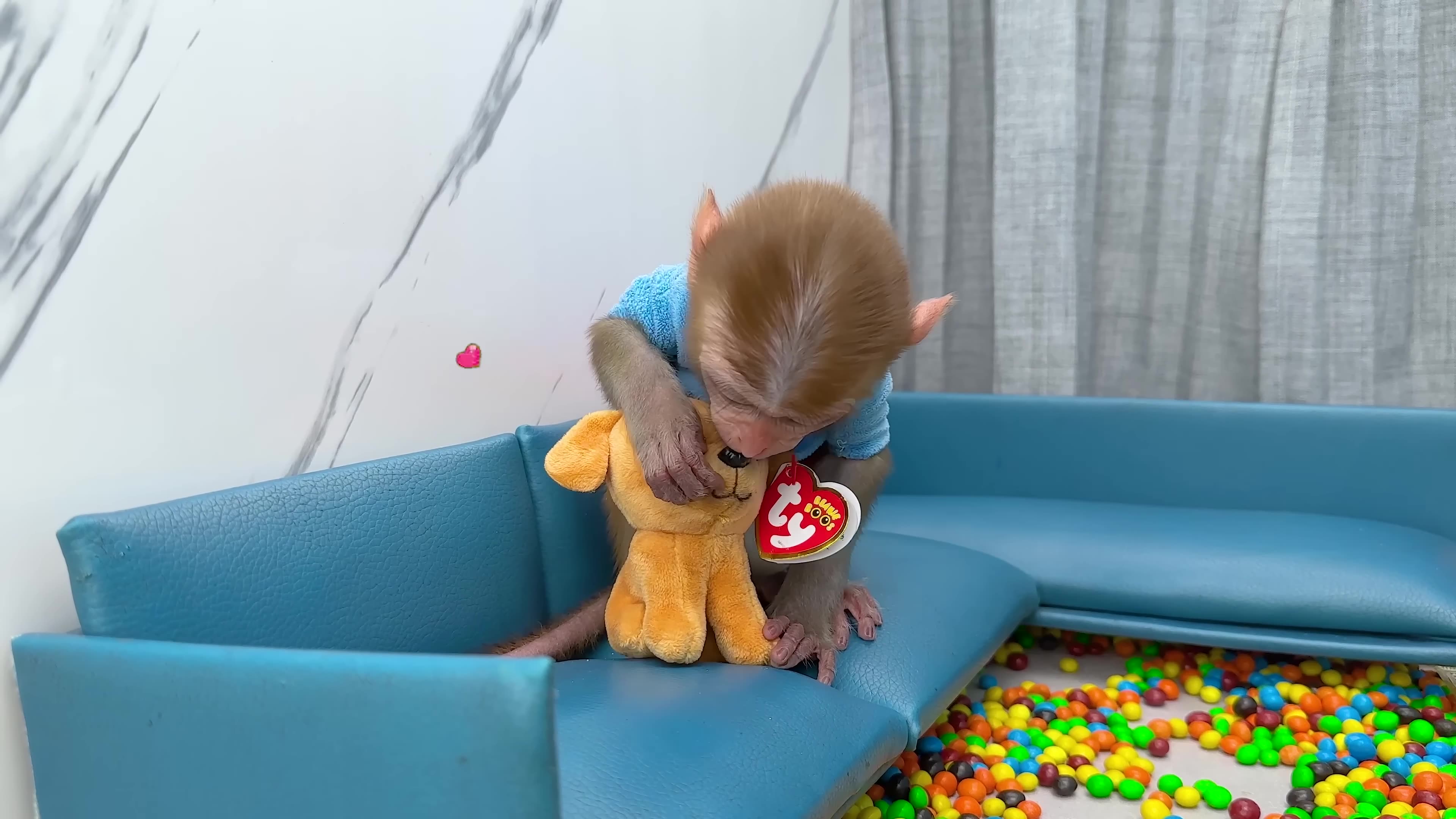 Monkey's name Bonkers @ eating rainbow jelly with puppies and bathes ...