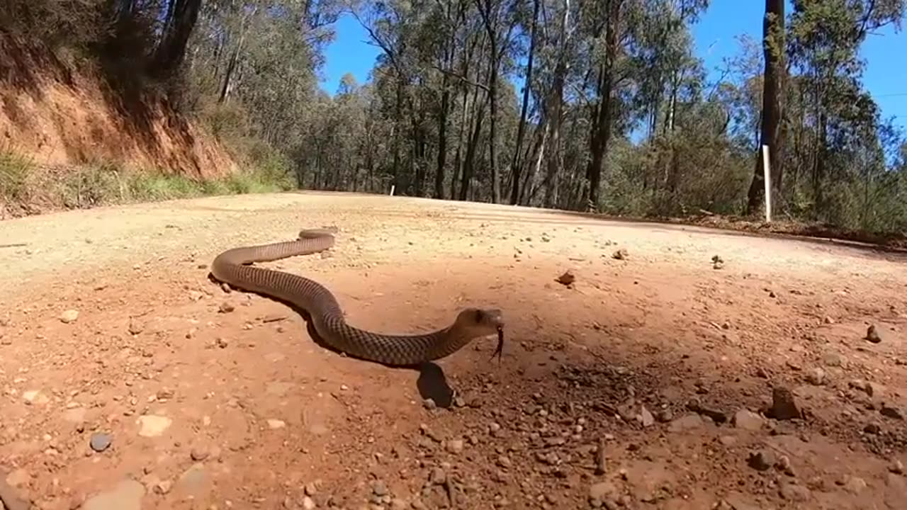 Jumping- Snake