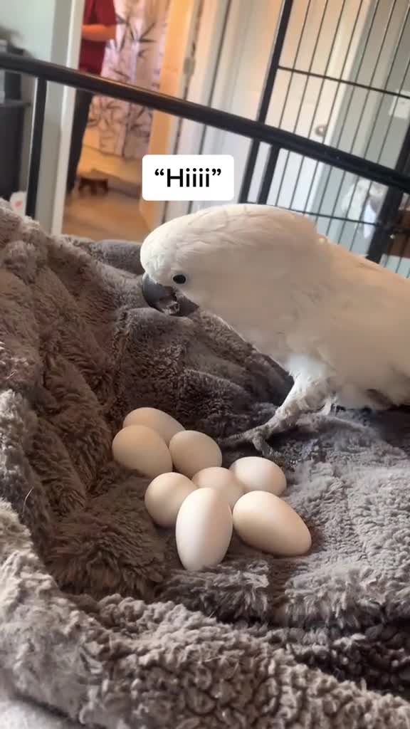 Cockatoo Proud of Her Egg Collection