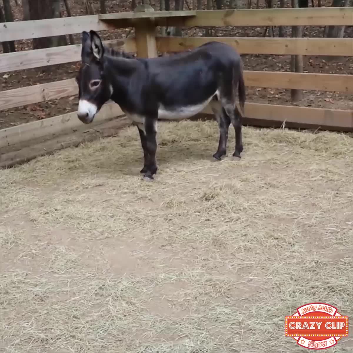 Aunty Acid Crazy Clip Show - Donkey Appreciation Society