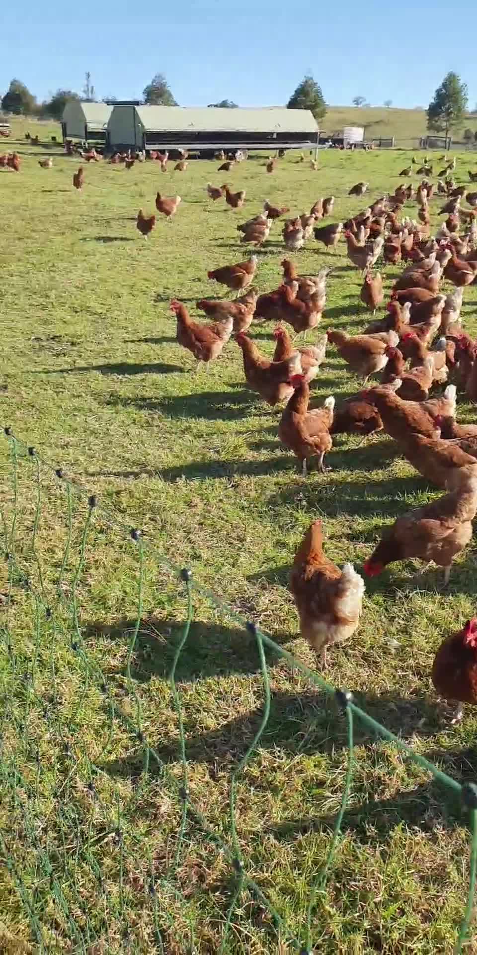 Chickens Rounded up in One Easy Step