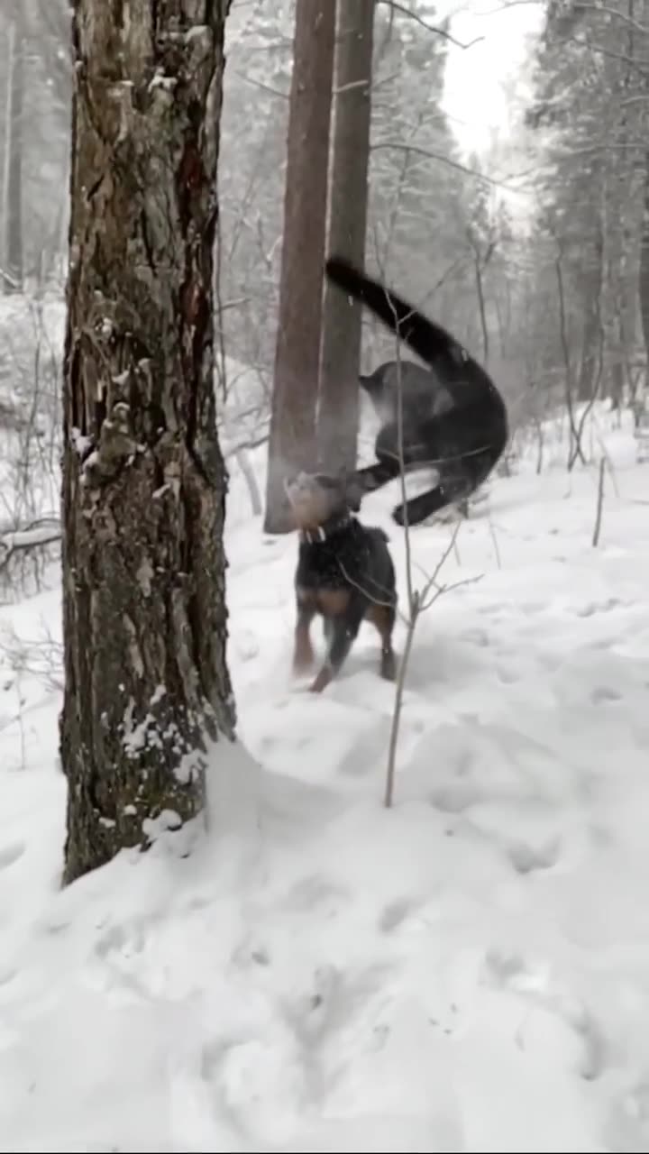 Leopard Panther "Ninja's attacks" Rottweiler