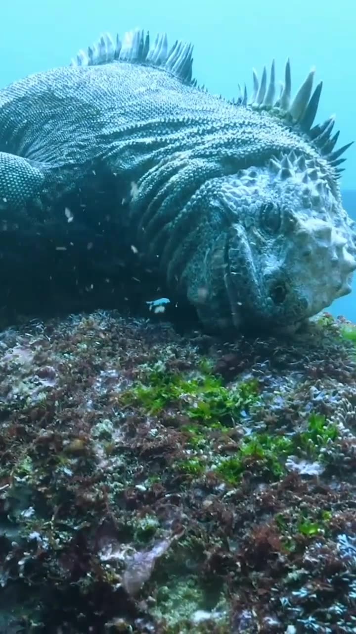 Amazing animal that looks like Godzilla
