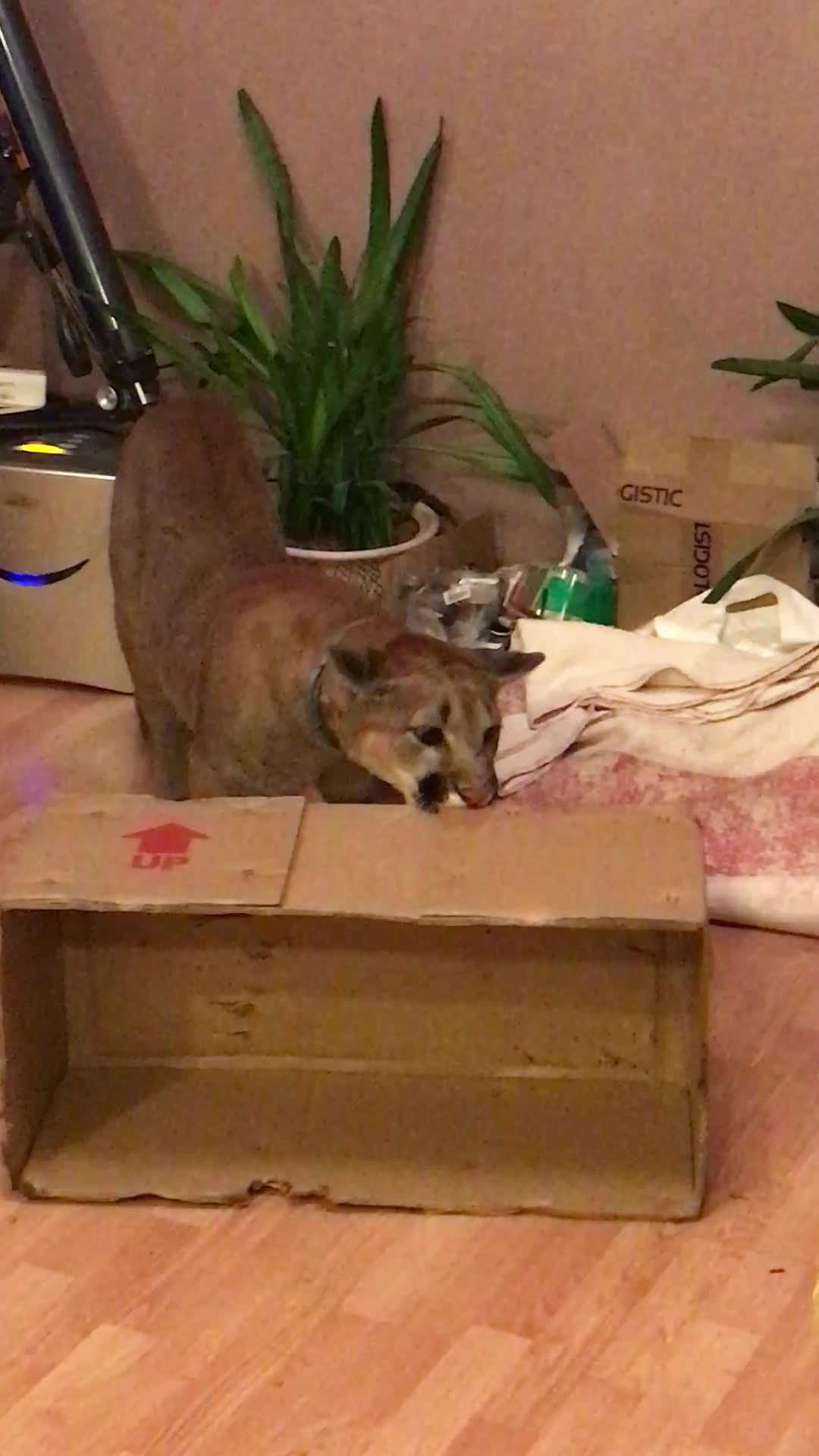 Domesticated puma proves she's just like a house cat