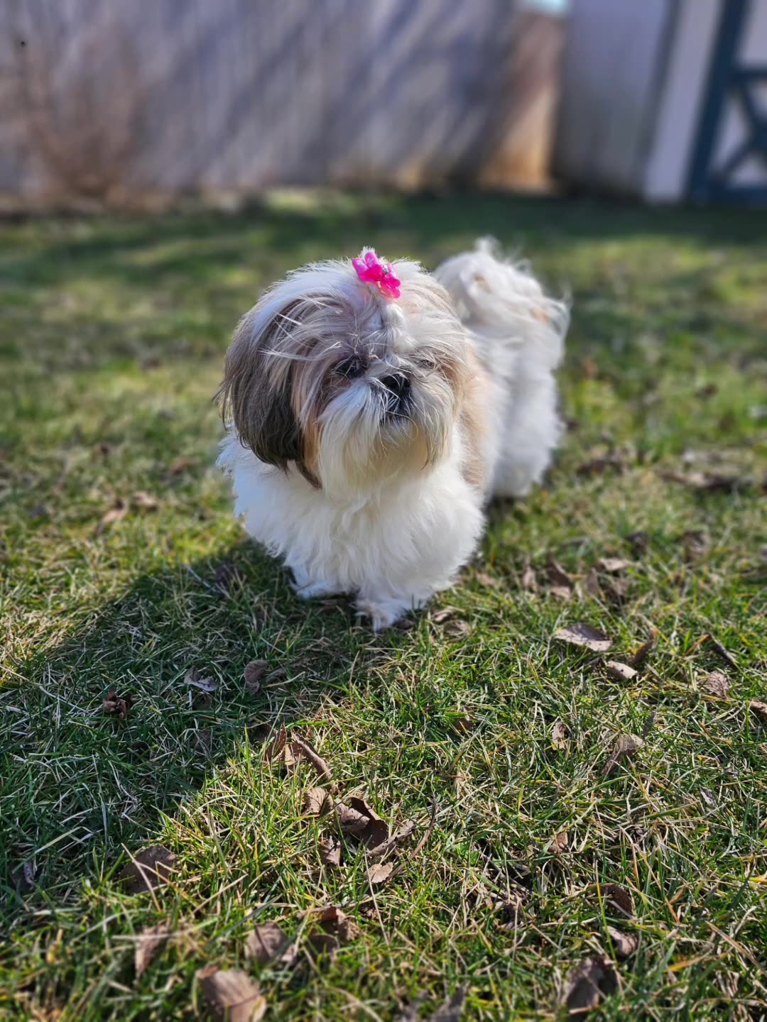 Rosie Shows Off Her New Bow (Featuring Rosie The Shihtzu)