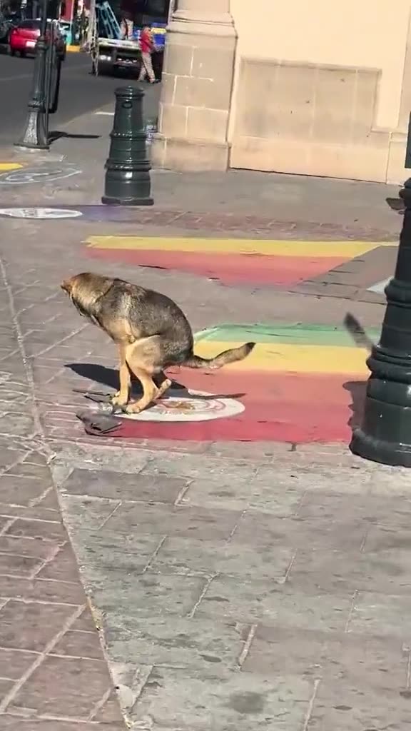 Dog poops on a pride flag in the street