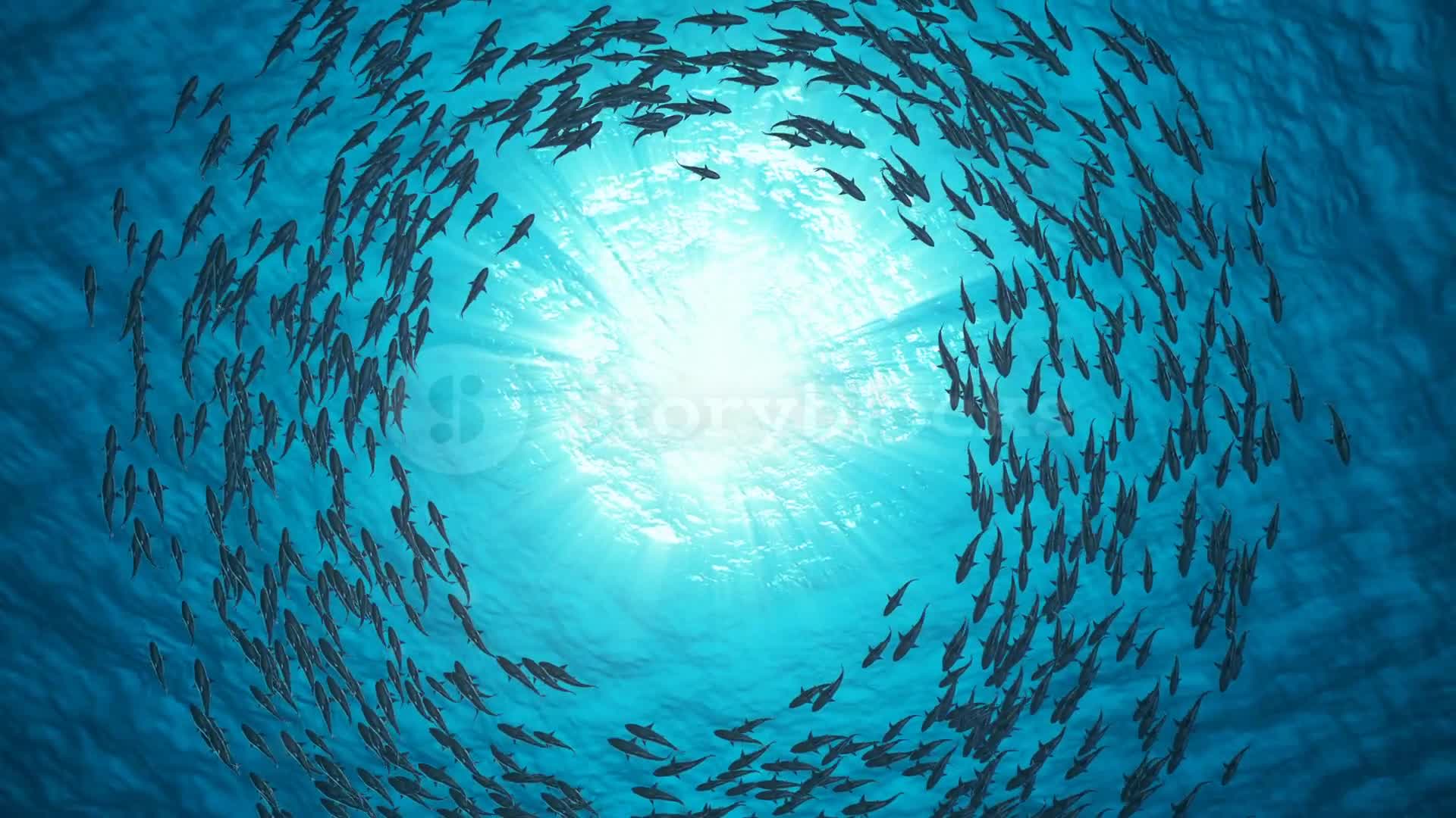 Fish School. Sharks swim in a circle. One of the most amazing scenes ...