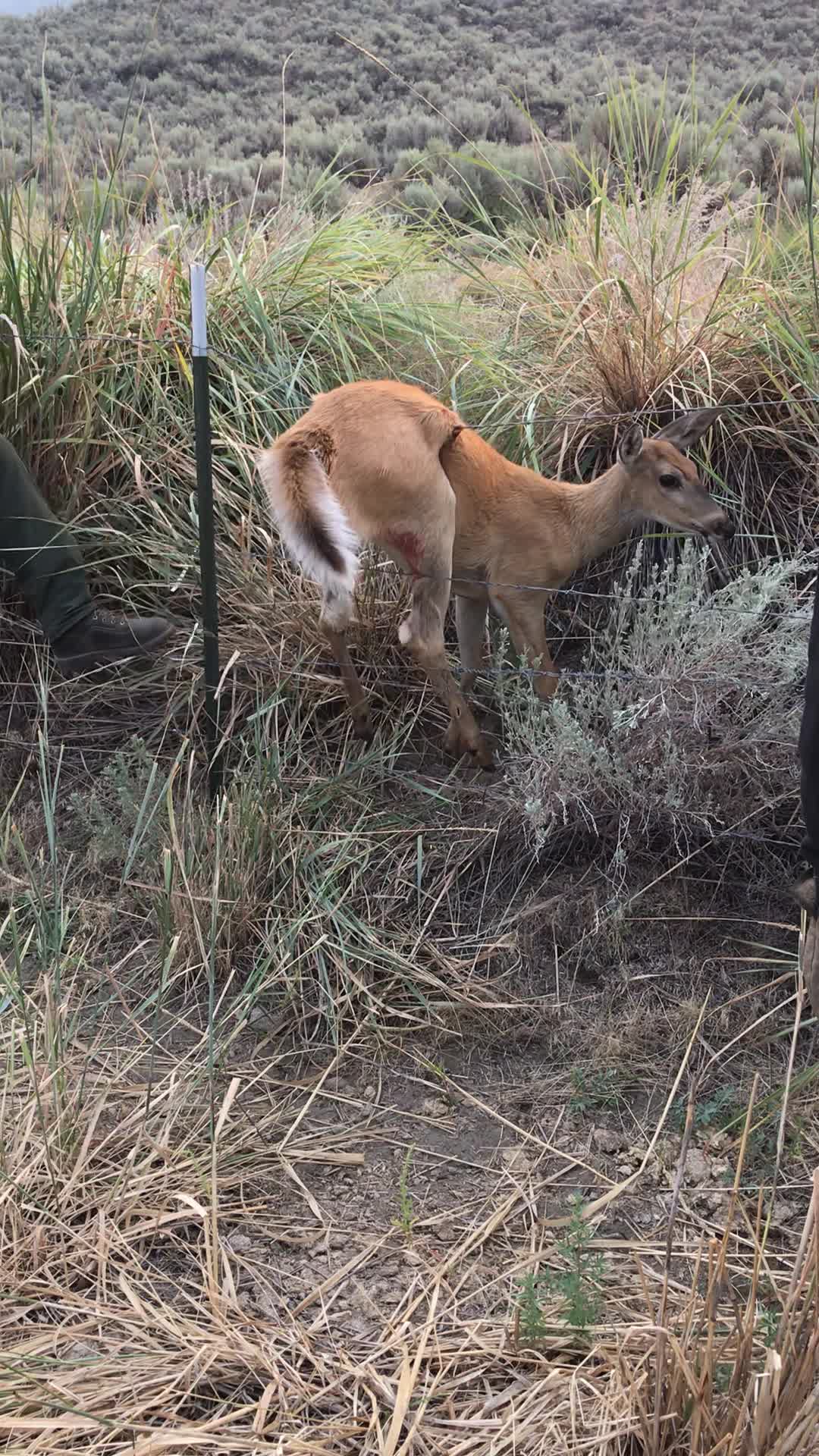 Firefighters Rescue Deer Trapped in Fence Firefighters Rescue Deer Trapped in Fence