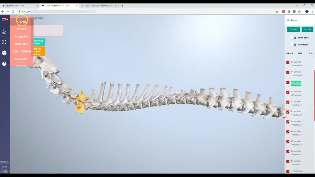 Canine spine - axial anatomy refresh - 3D Veterinary Anatomy & Learning ...