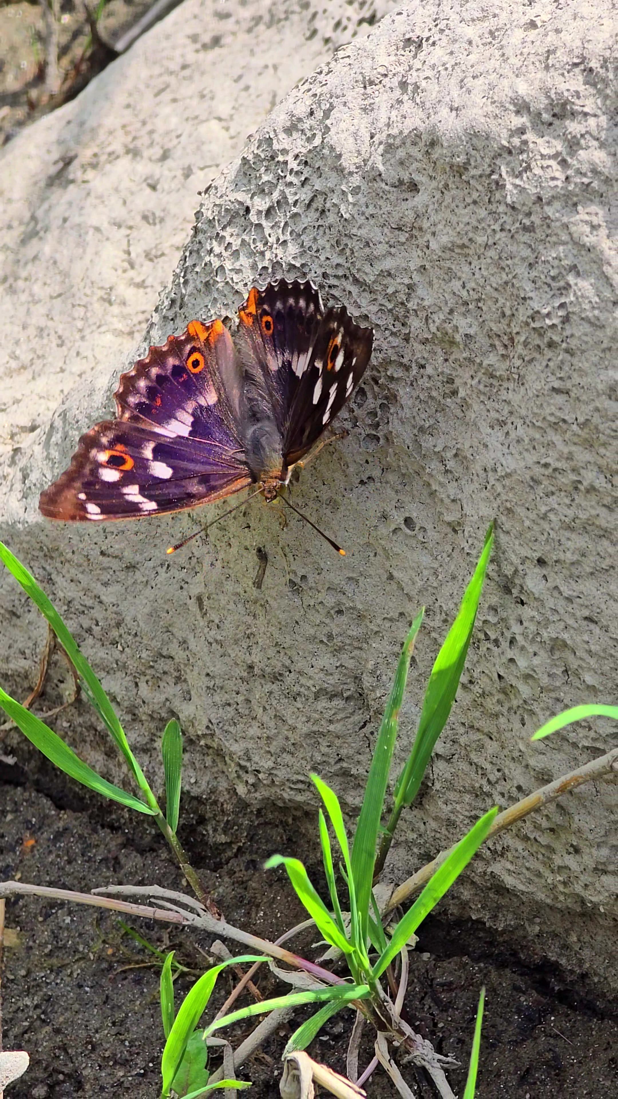 Butterfly in flight in slow motion #butterfly #slow motion #beautiful