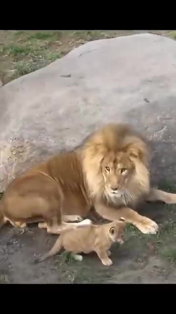 Aww!Cute cubs scared Daddy lion funniest movements 😅🤯