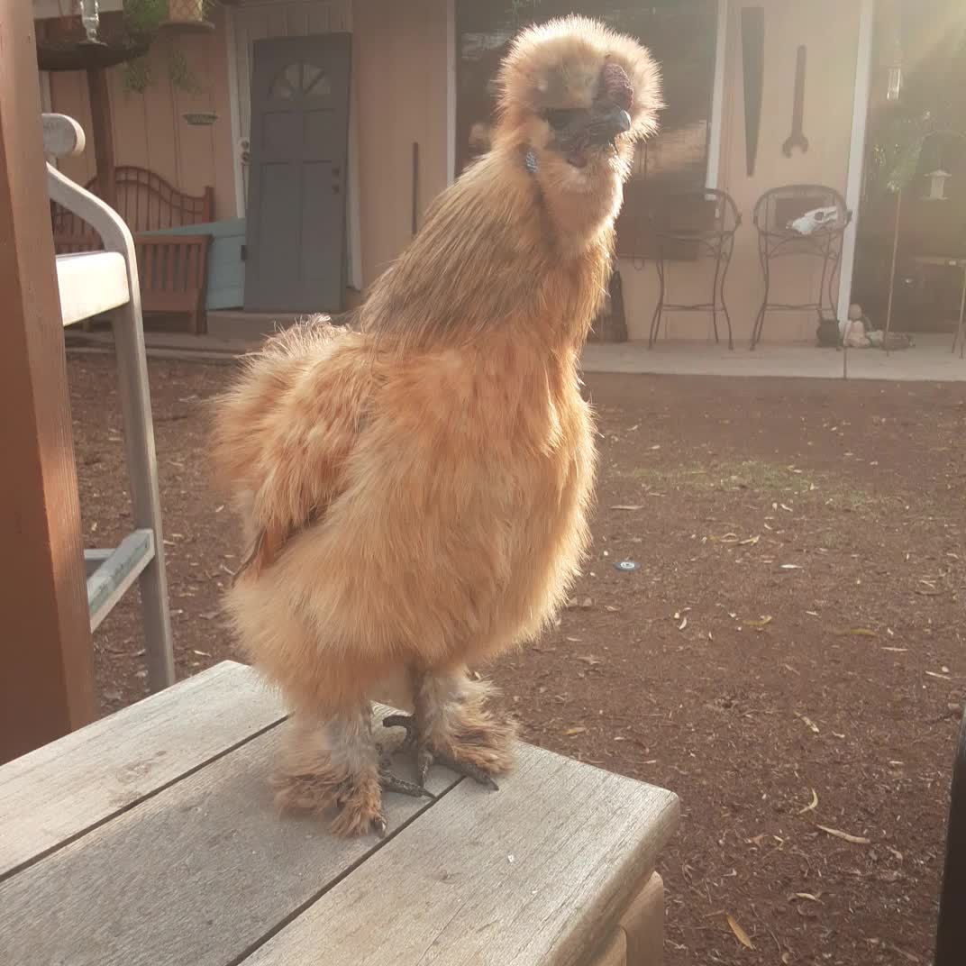 Golden Silkie rooster "Phoenix" video debut.