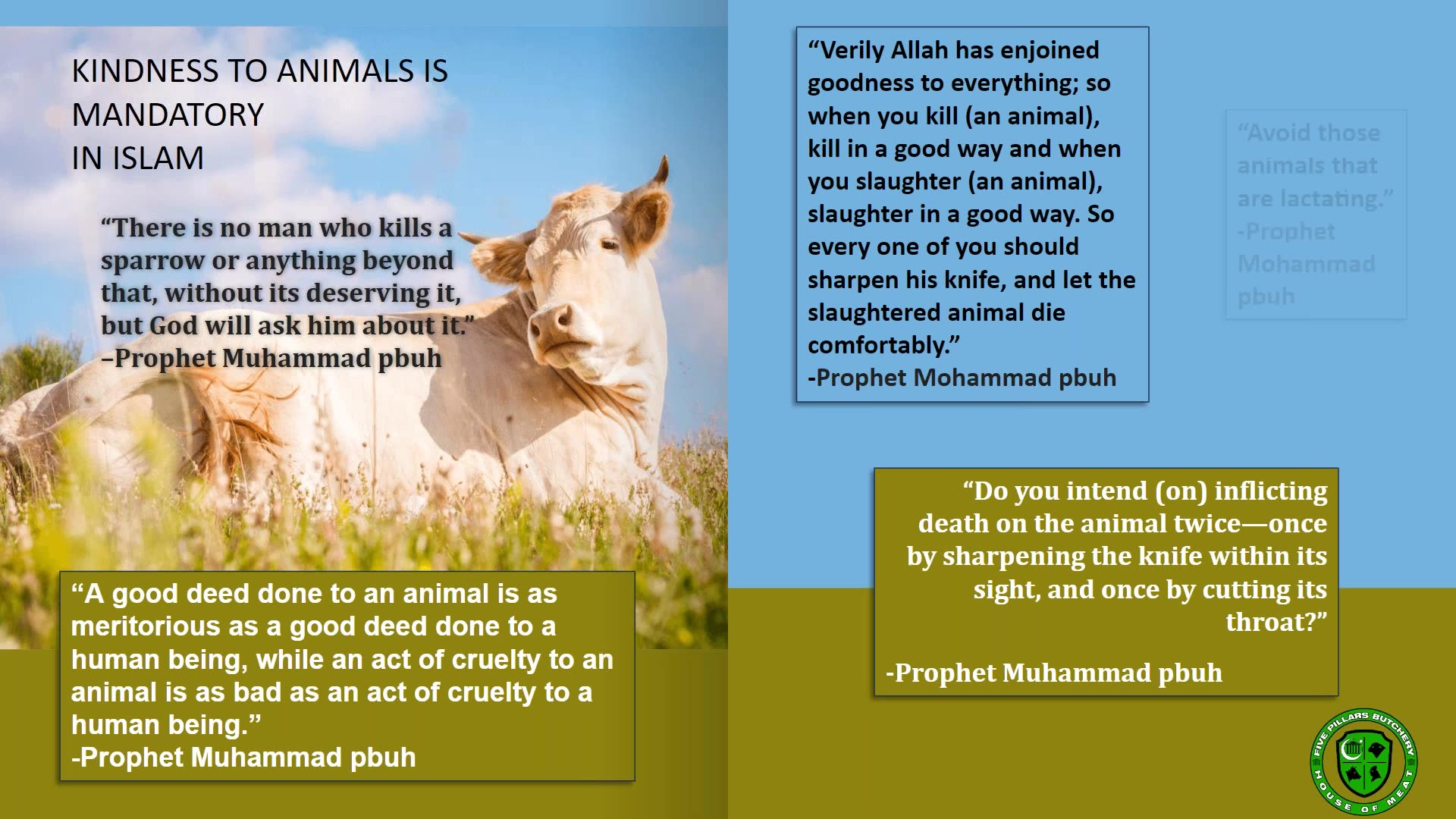 Halal Slaughter (45)