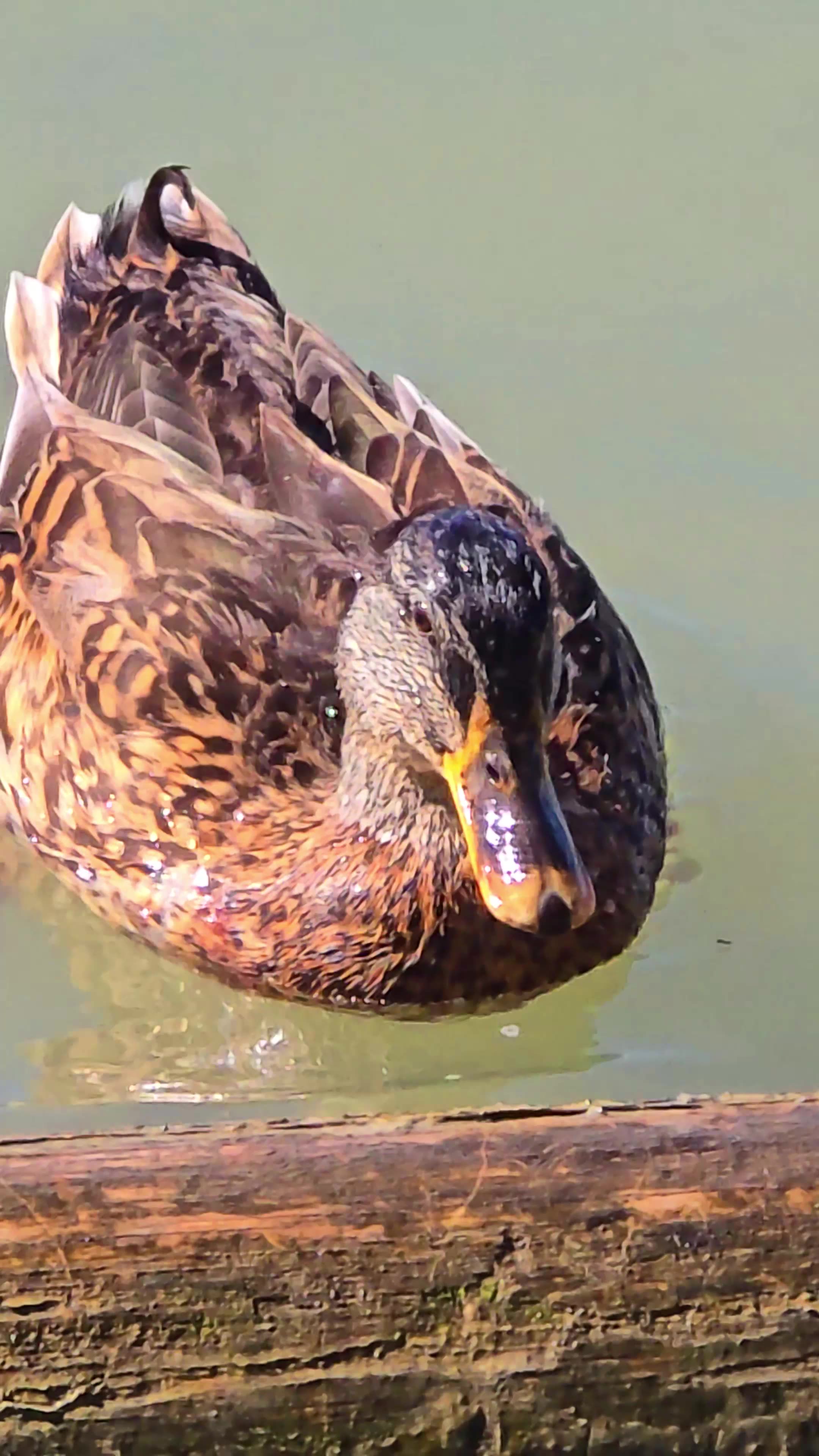 Duck quacking in the river / beautiful animal in the river.