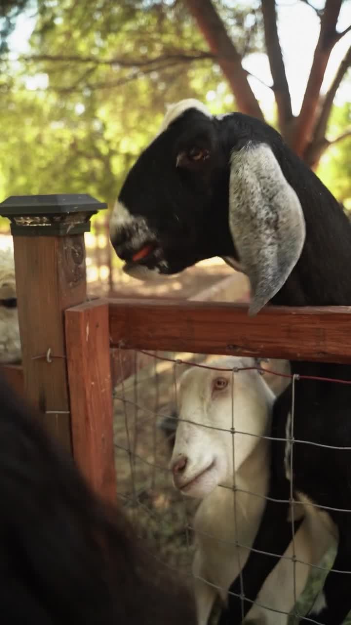 Most Funny and Cute Baby Goat Videos Compilation