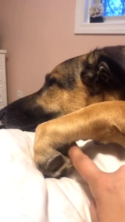 Cute Animals |Funny animals Reaction 2021.