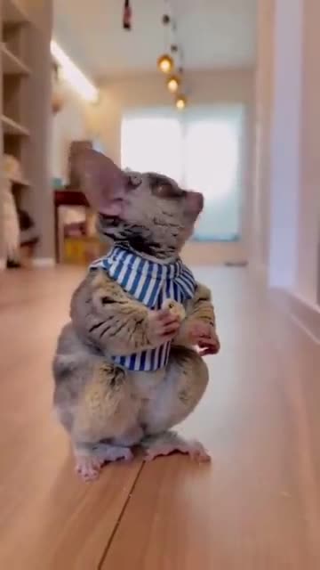 Hilarious Animal Antics Compilation